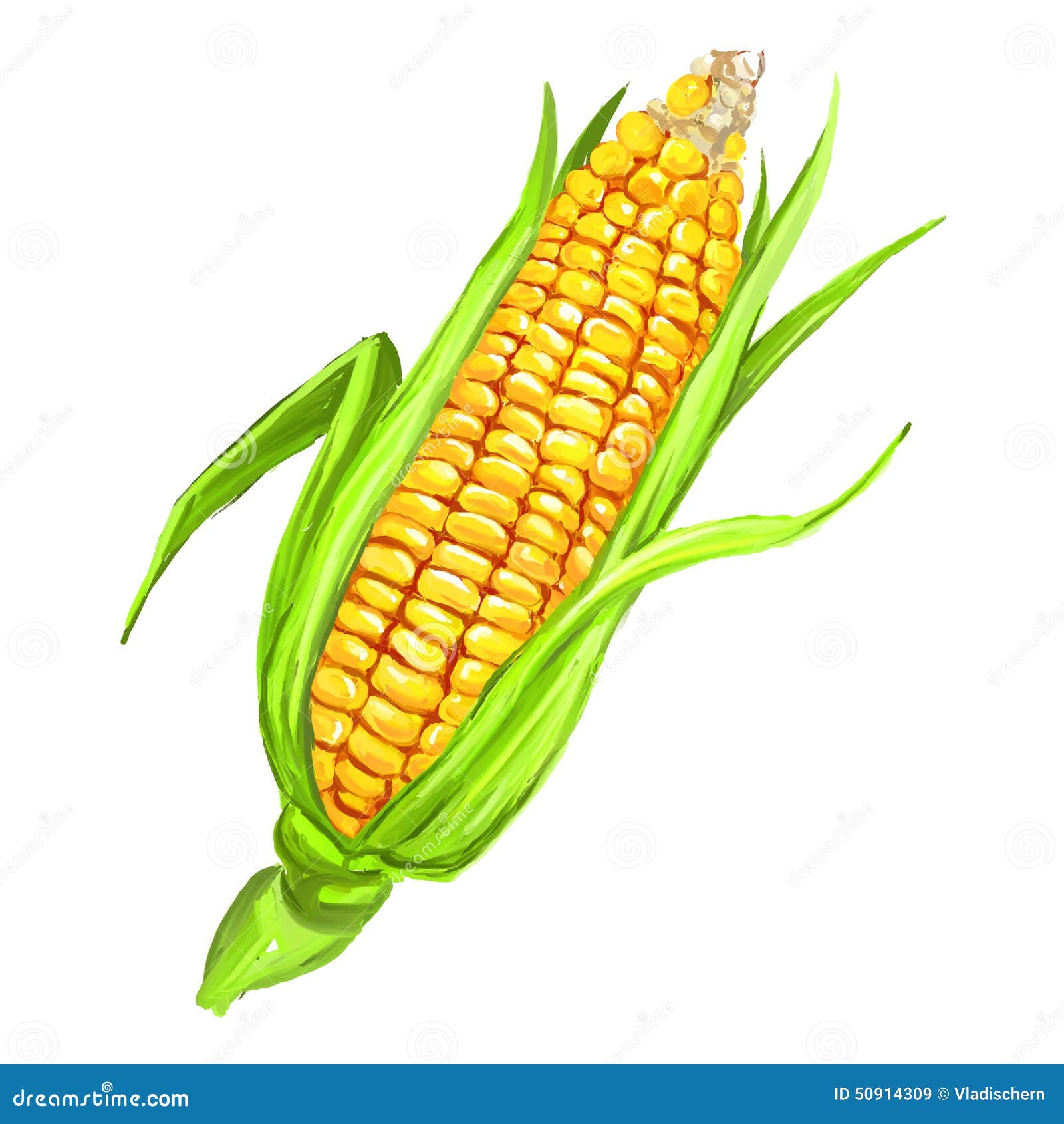 Mano Del Ejemplo Del Vector De La Mazorca De Maíz Dibujada Pintada ...