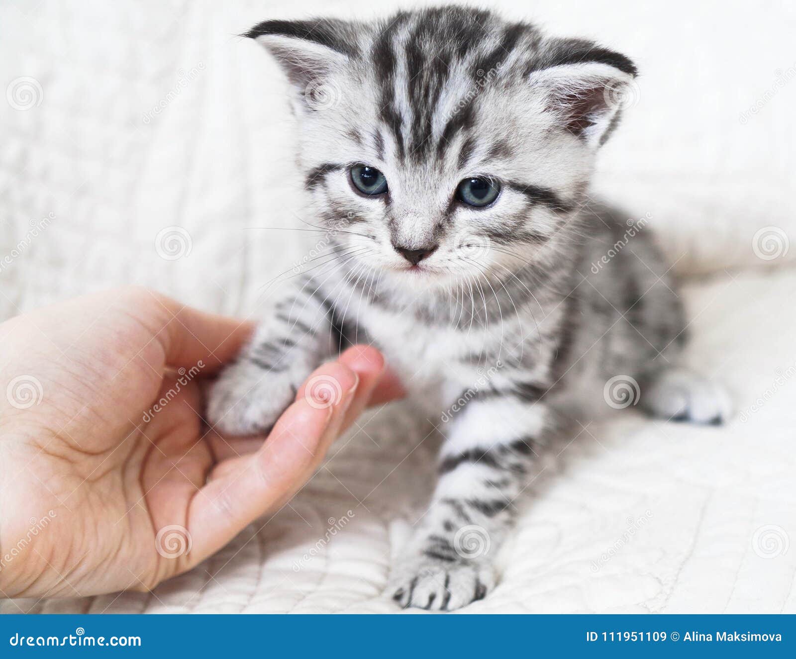 Mano Del Gato Y Del Ser Humano Imagen de archivo - Imagen de escocés ...
