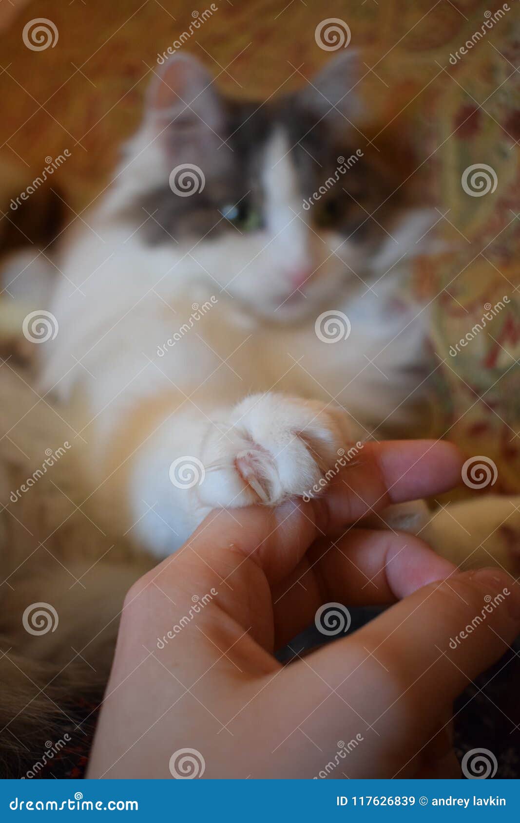 Mano Del Gato Y Del Ser Humano Imagen de archivo - Imagen de animal ...