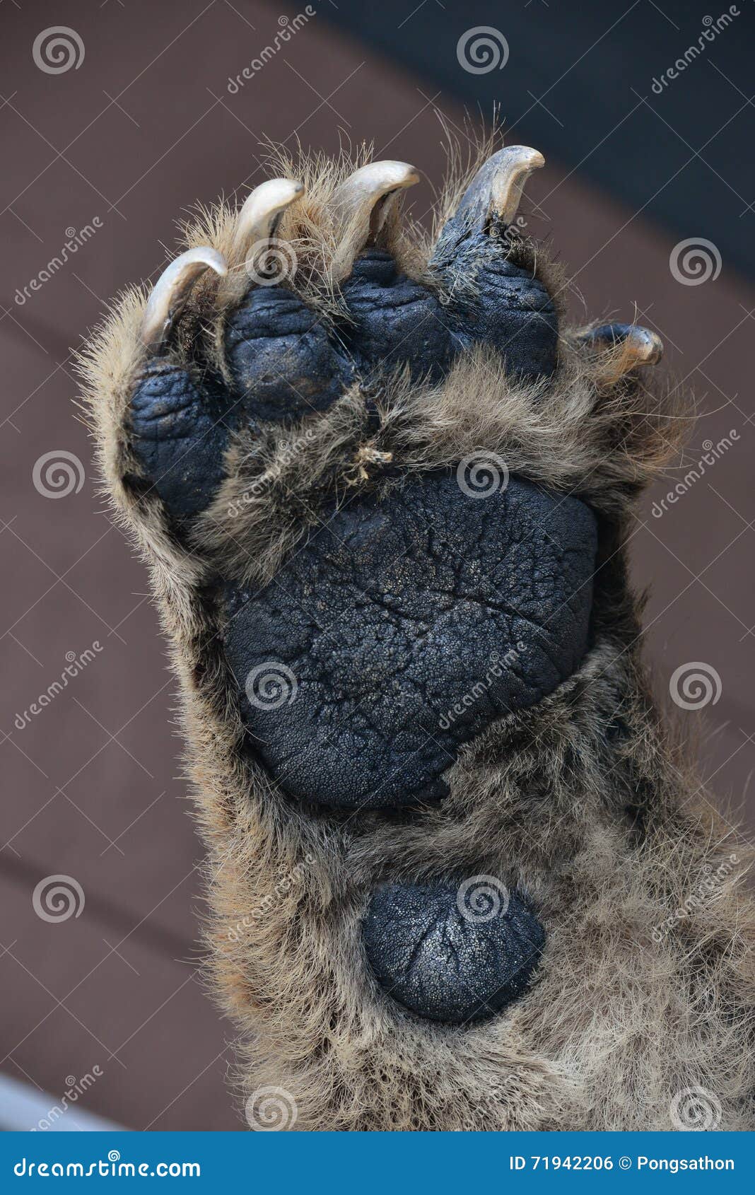 Mano del oso foto de archivo. Imagen de exterior, divertido - 71942206