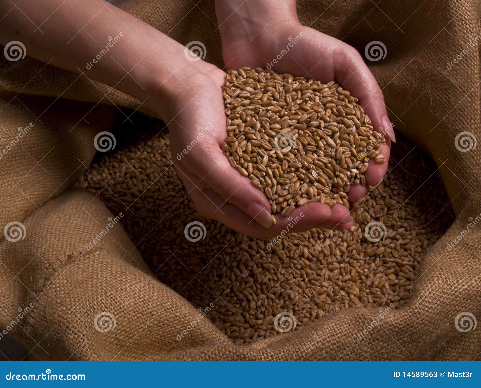 Mano del trigo imagen de archivo. Imagen de cosecha, tierra - 14589563