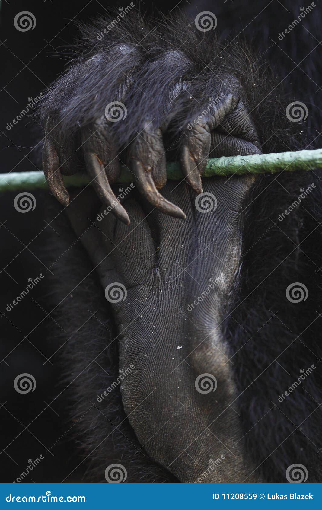 Mano Della Scimmia Foto Stock - Download 3,284 Royalty Free Photos