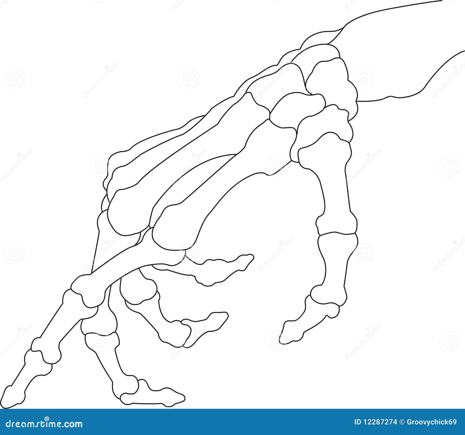 Mano di scheletro illustrazione vettoriale. Illustrazione di presenze ...