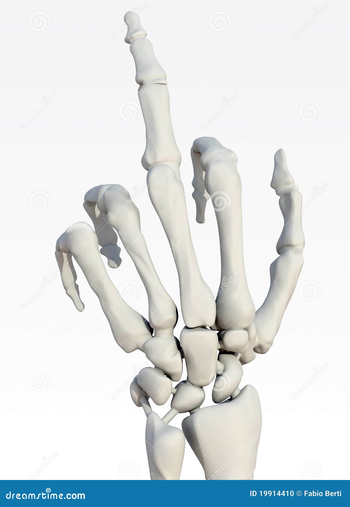 Mano Di Scheletro Che Fa Gesto Offensivo Illustrazione di Stock ...