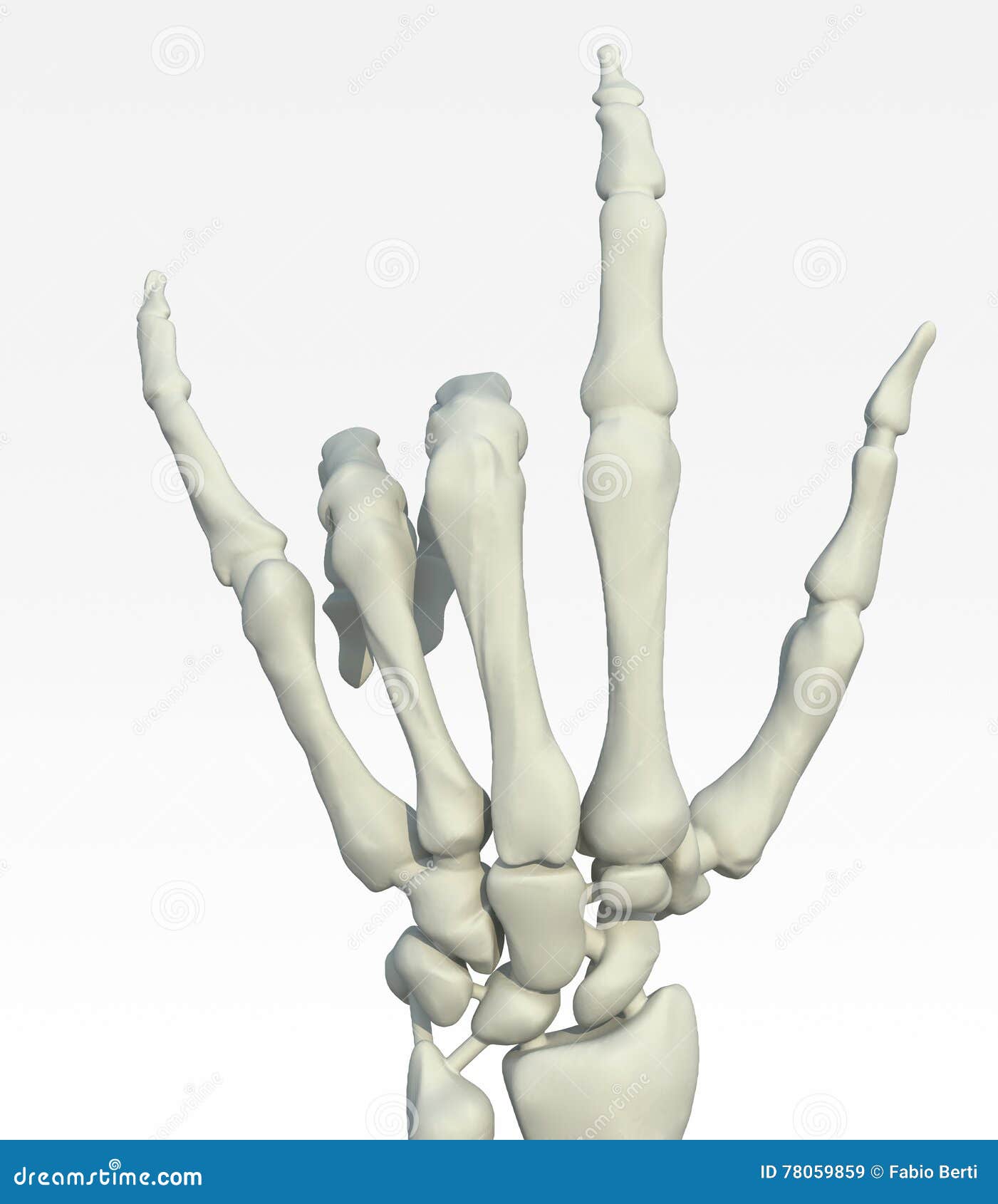 Mano Di Scheletro Che Fa Gesto Offensivo Illustrazione di Stock ...