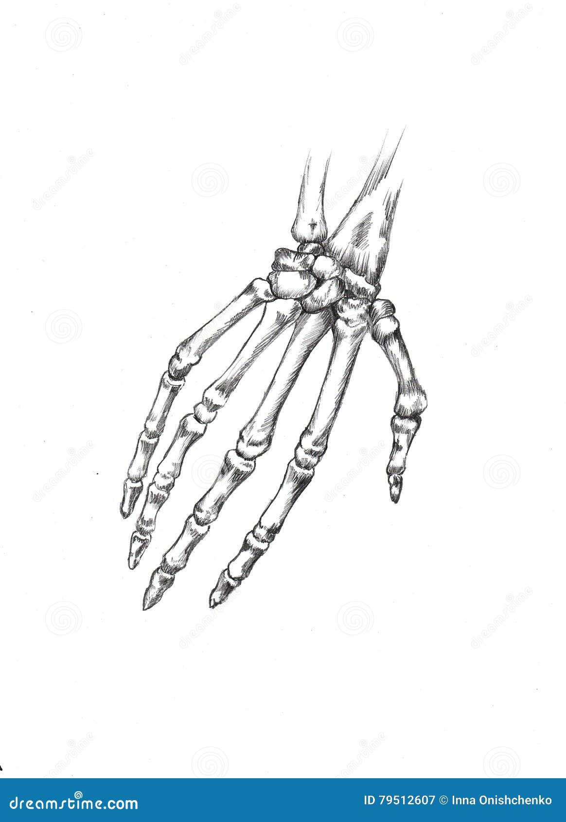 Mano Di Scheletro Umana Nella Parte Anteriore Illustrazione di Stock ...