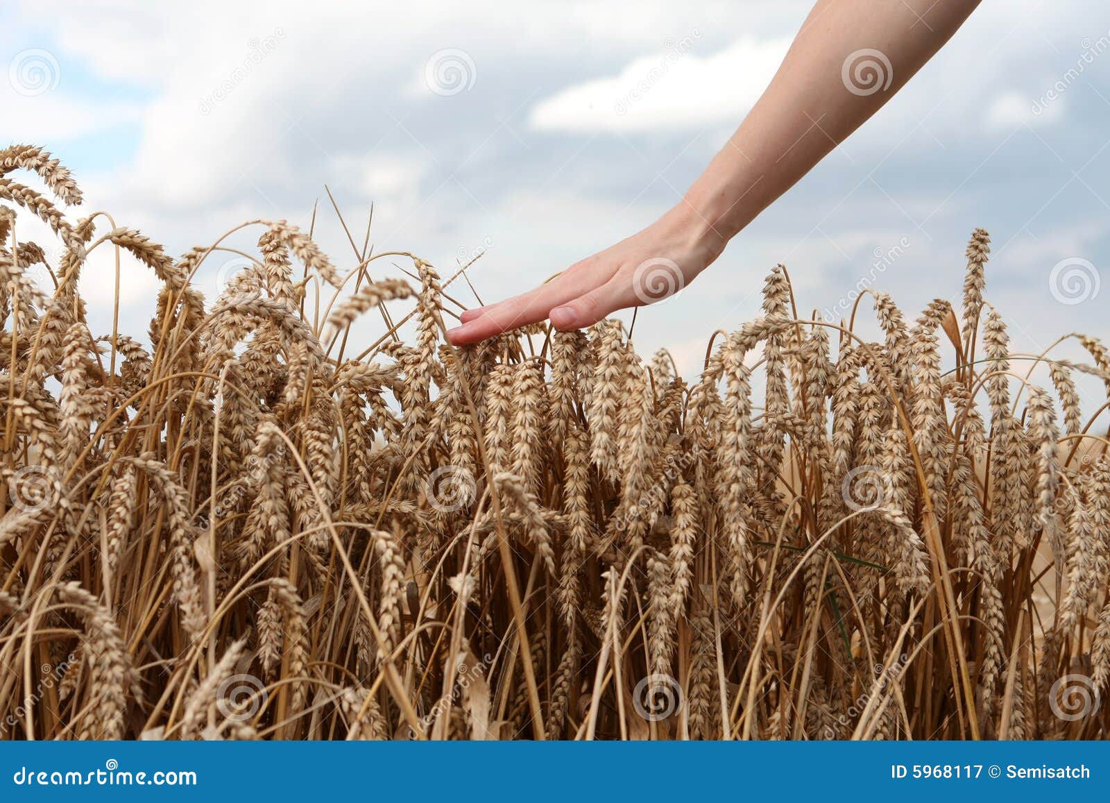 Mano en campo de trigo imagen de archivo. Imagen de exterior - 5968117