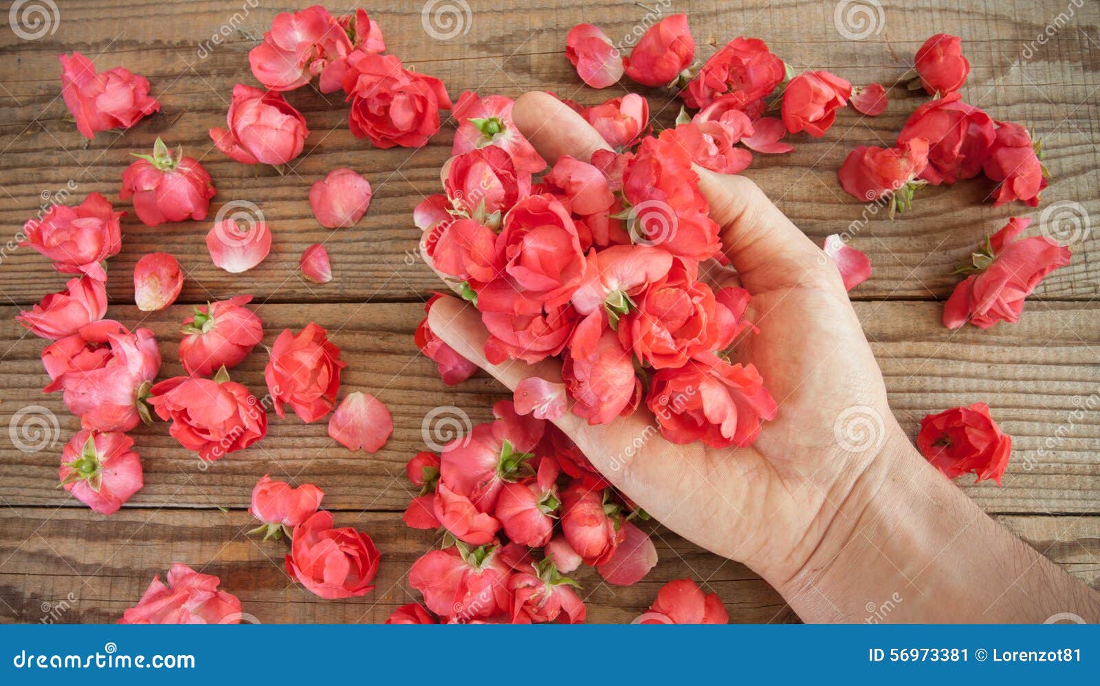 Mano entre rosas rojas imagen de archivo. Imagen de mano - 56973381