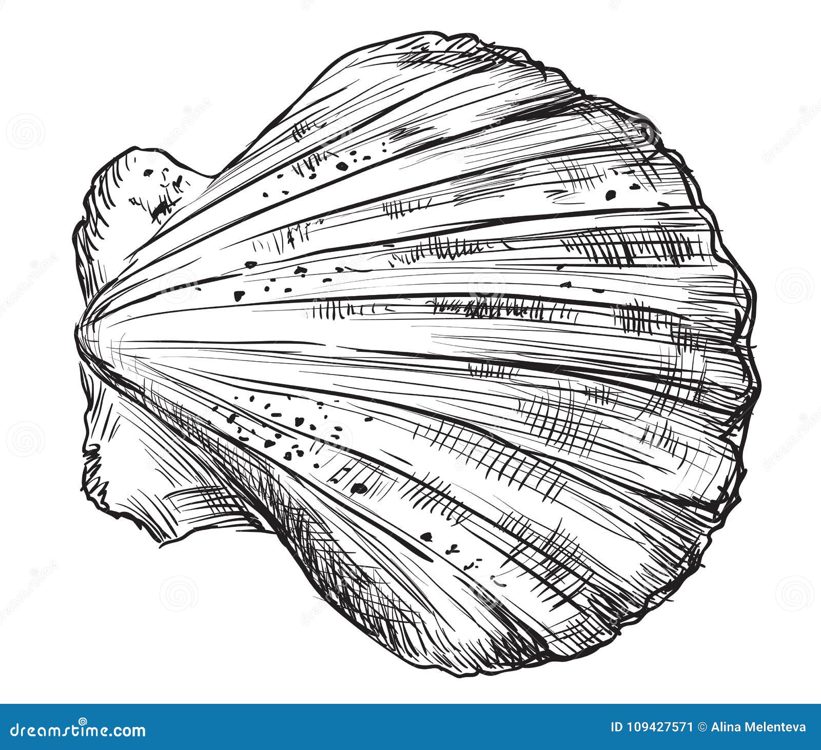 Mano que dibuja seashell-2 ilustración del vector. Ilustración de ...