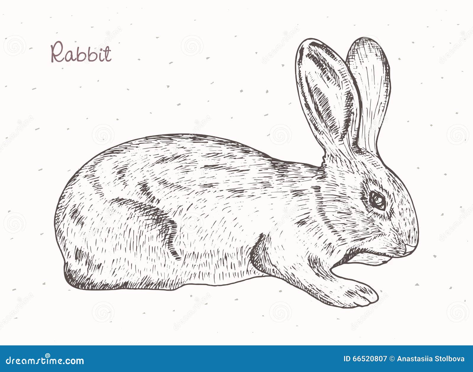 Mano que dibuja un conejo ilustración del vector. Ilustración de negro ...