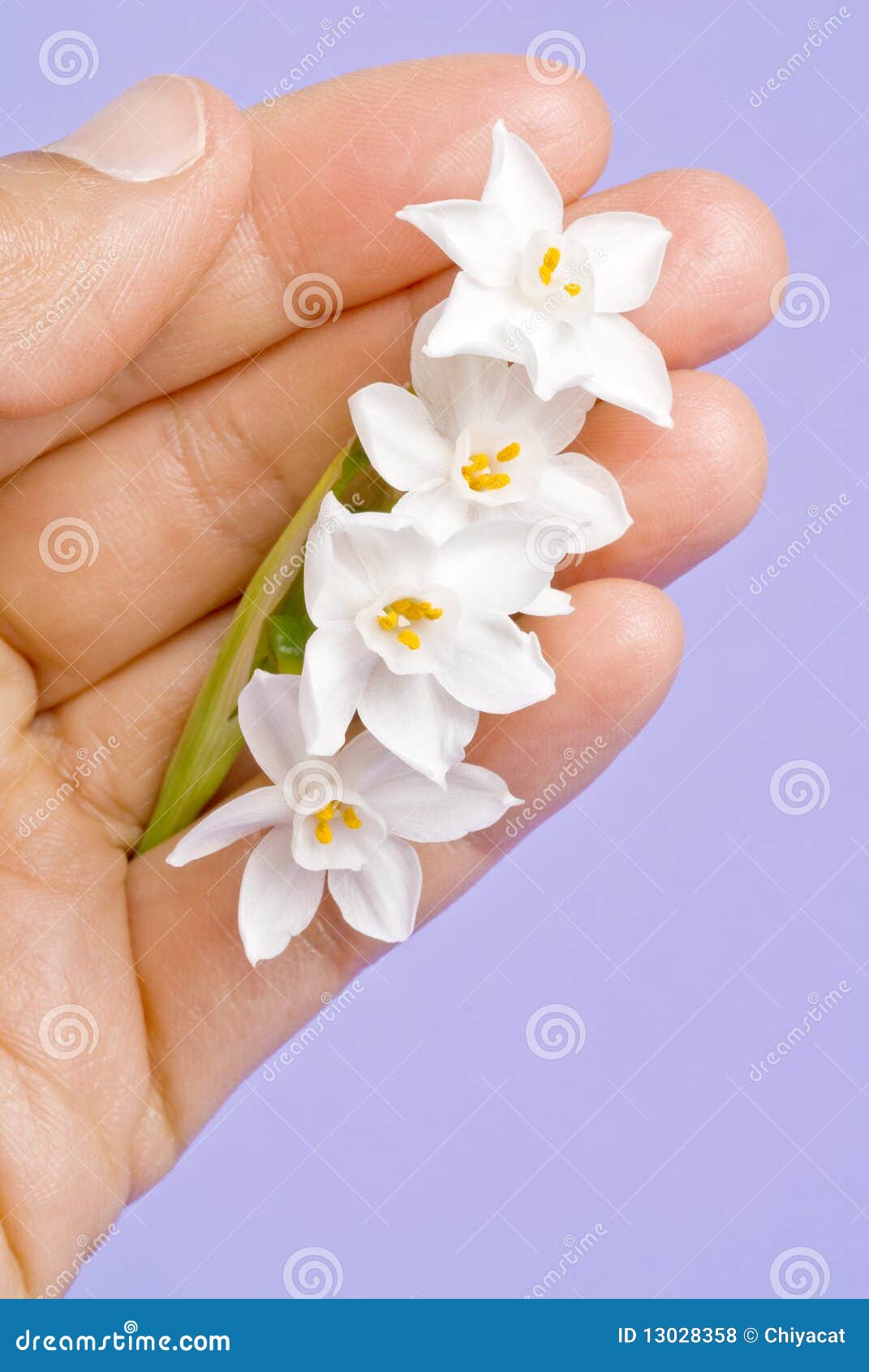 Mano Que Sostiene Un Manojo De Narciso Blanco Foto de archivo - Imagen ...