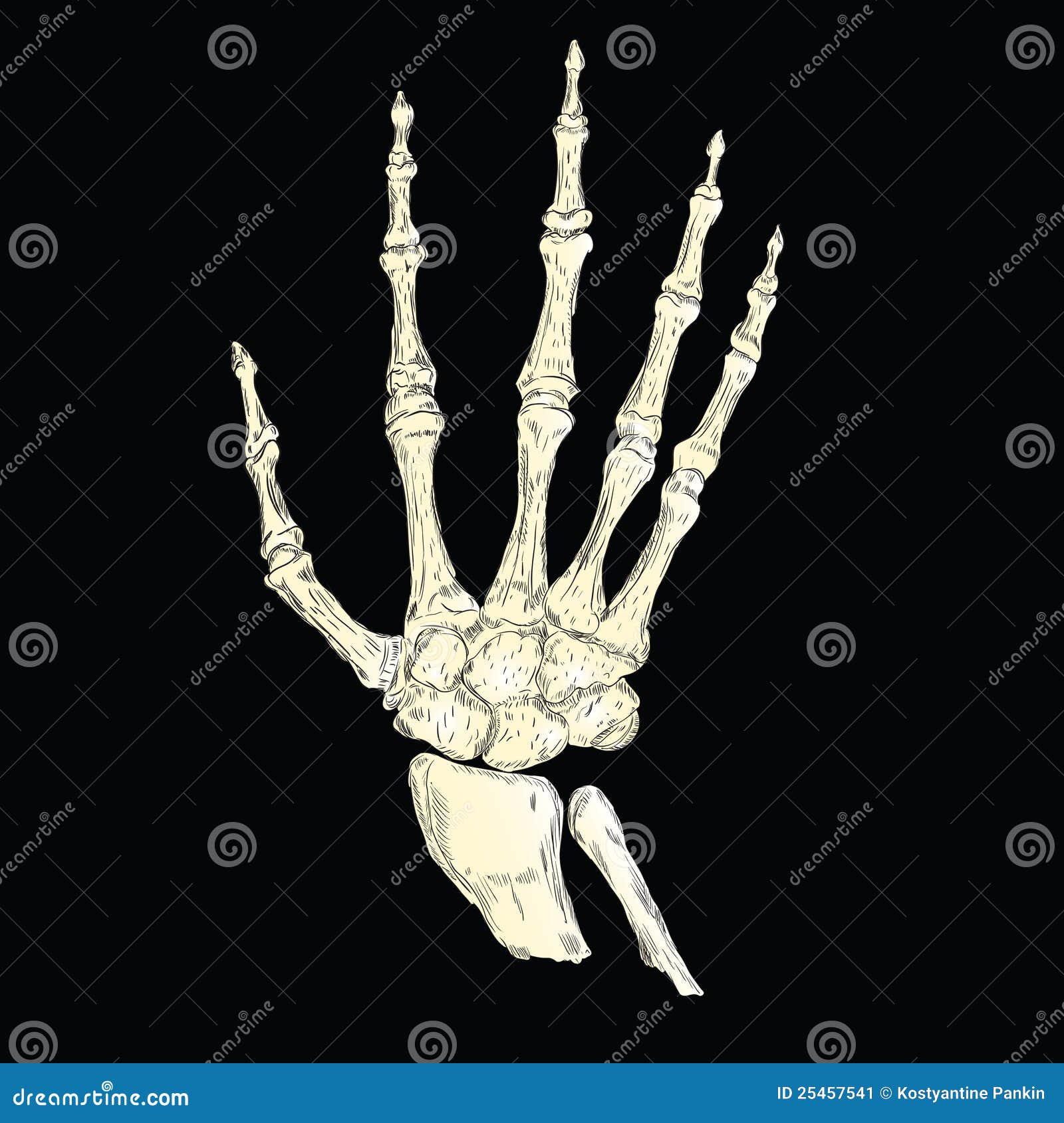 Mano umana illustrazione vettoriale. Illustrazione di corpo - 25457541