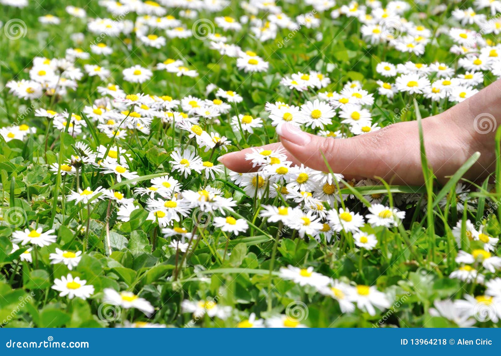 Mano y flores foto de archivo. Imagen de mano, sensorial - 13964218