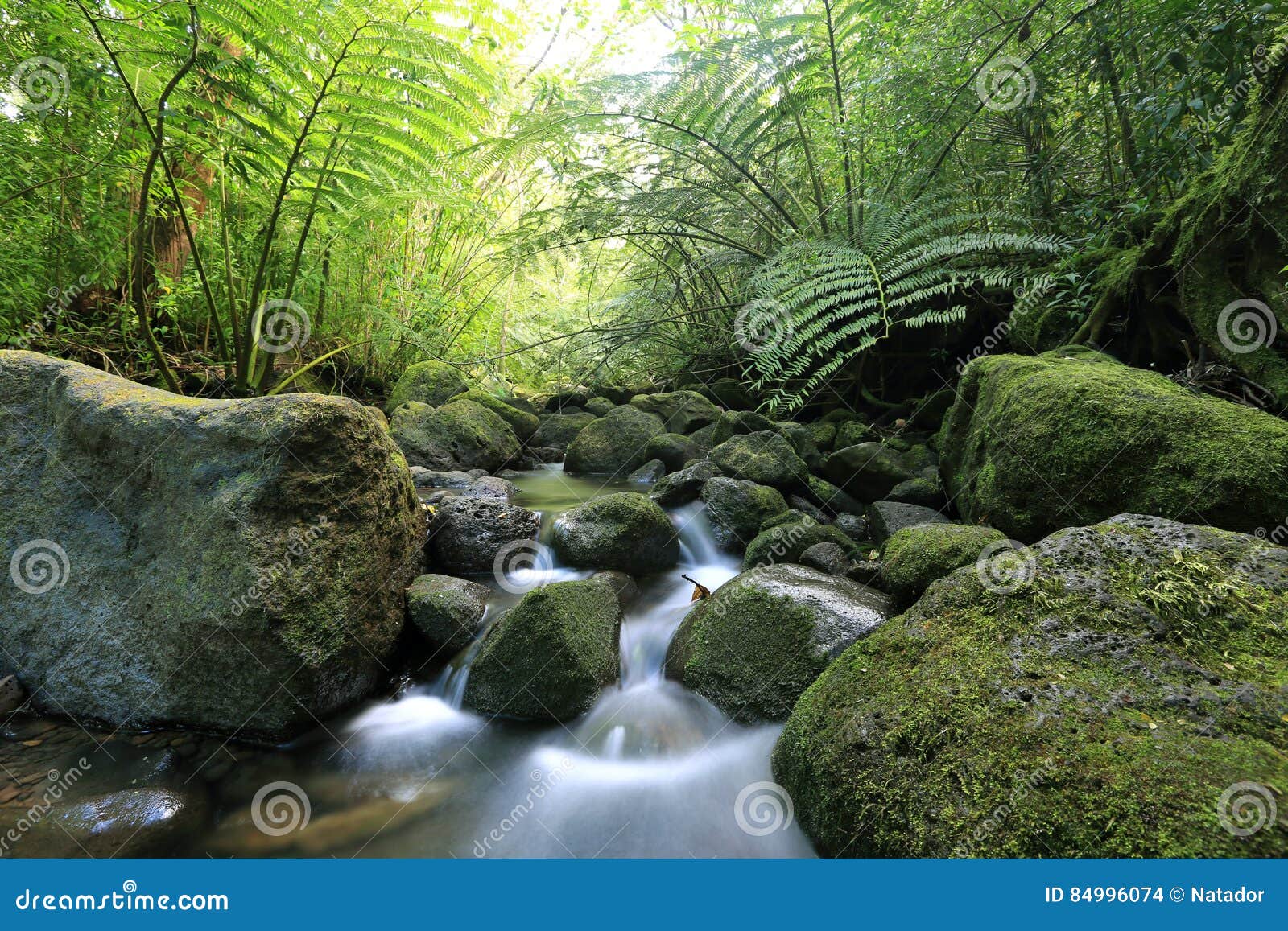 Manoa Fall Stream in the Lush Tropical Rainforest Stock Photo - Image ...