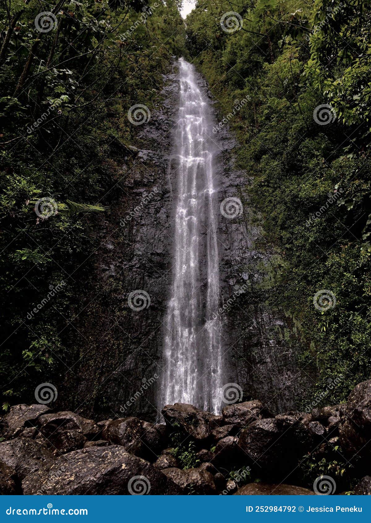 Manoa Falls Trail Hike Oahu Hawaii Stock Photography | CartoonDealer ...