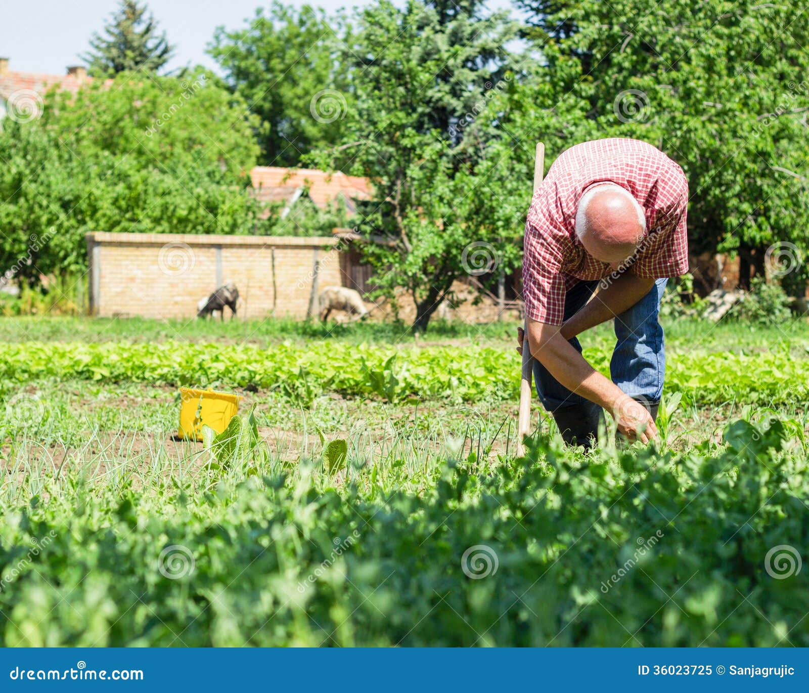 Manodopera agricola immagine stock. Immagine di adulto - 36023725