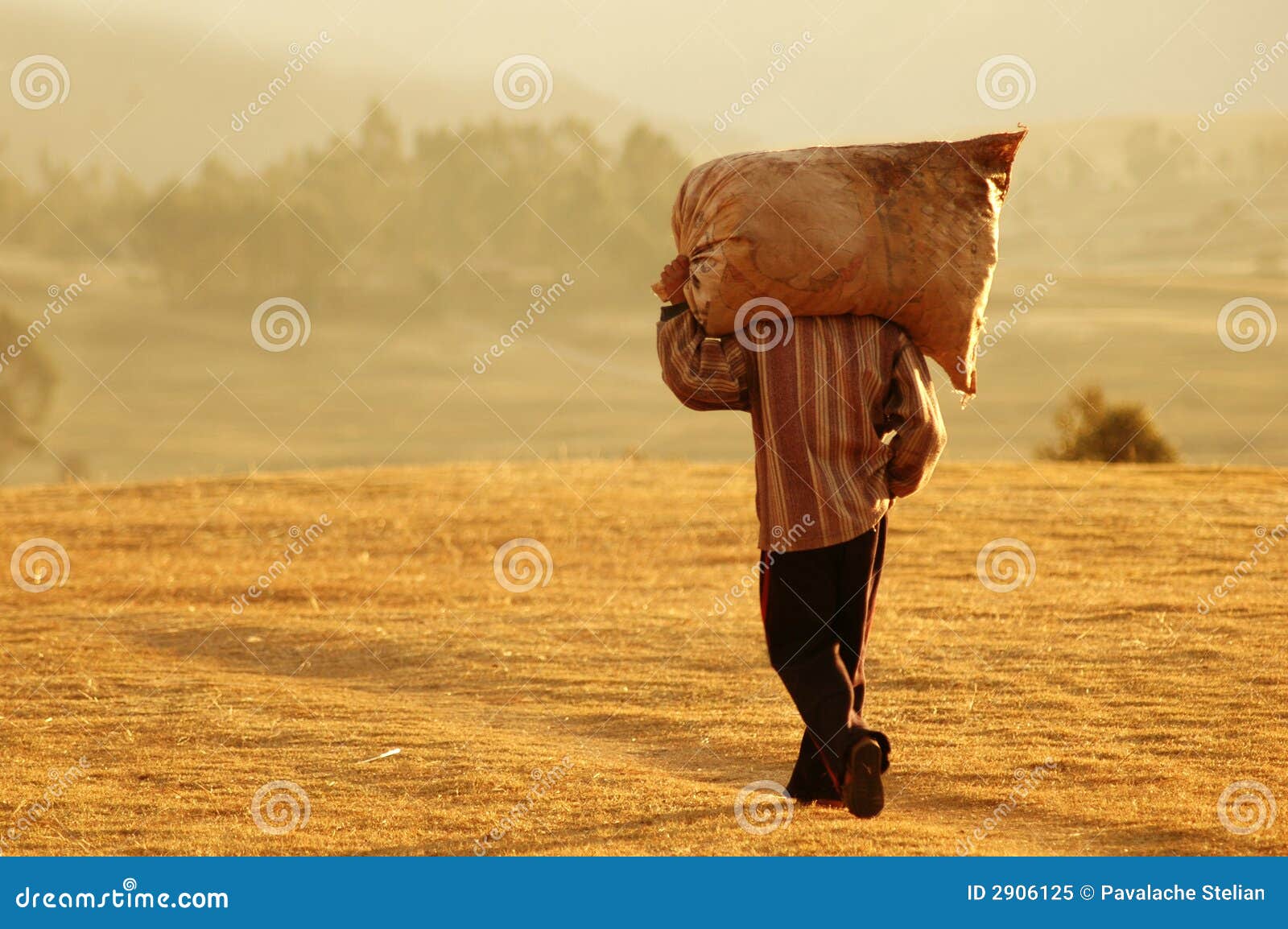 Manodopera Agricola Nel Perù Immagine Stock - Immagine di semina ...
