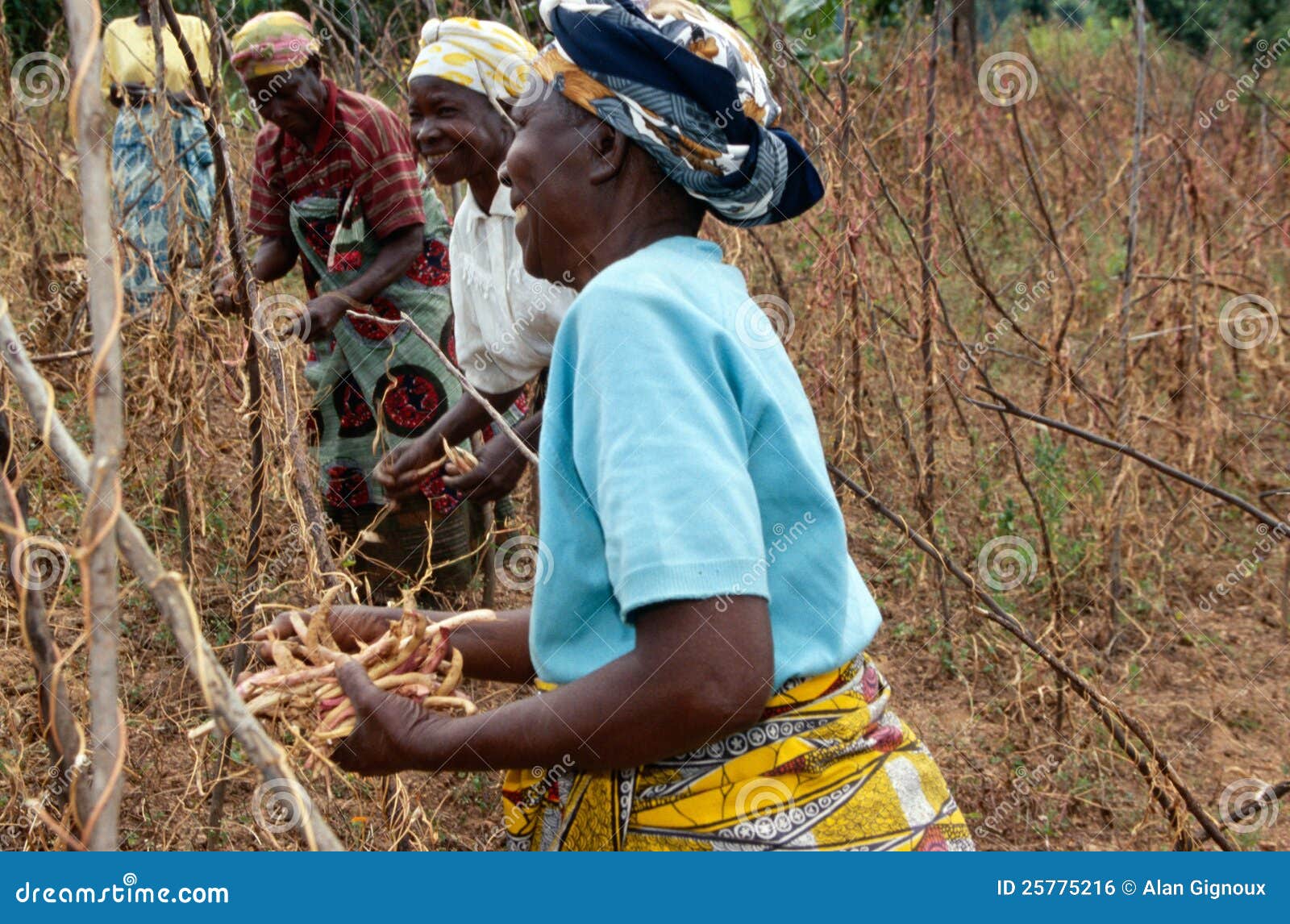 Manodopera Agricola, Uganda Fotografia Editoriale - Immagine di velo ...