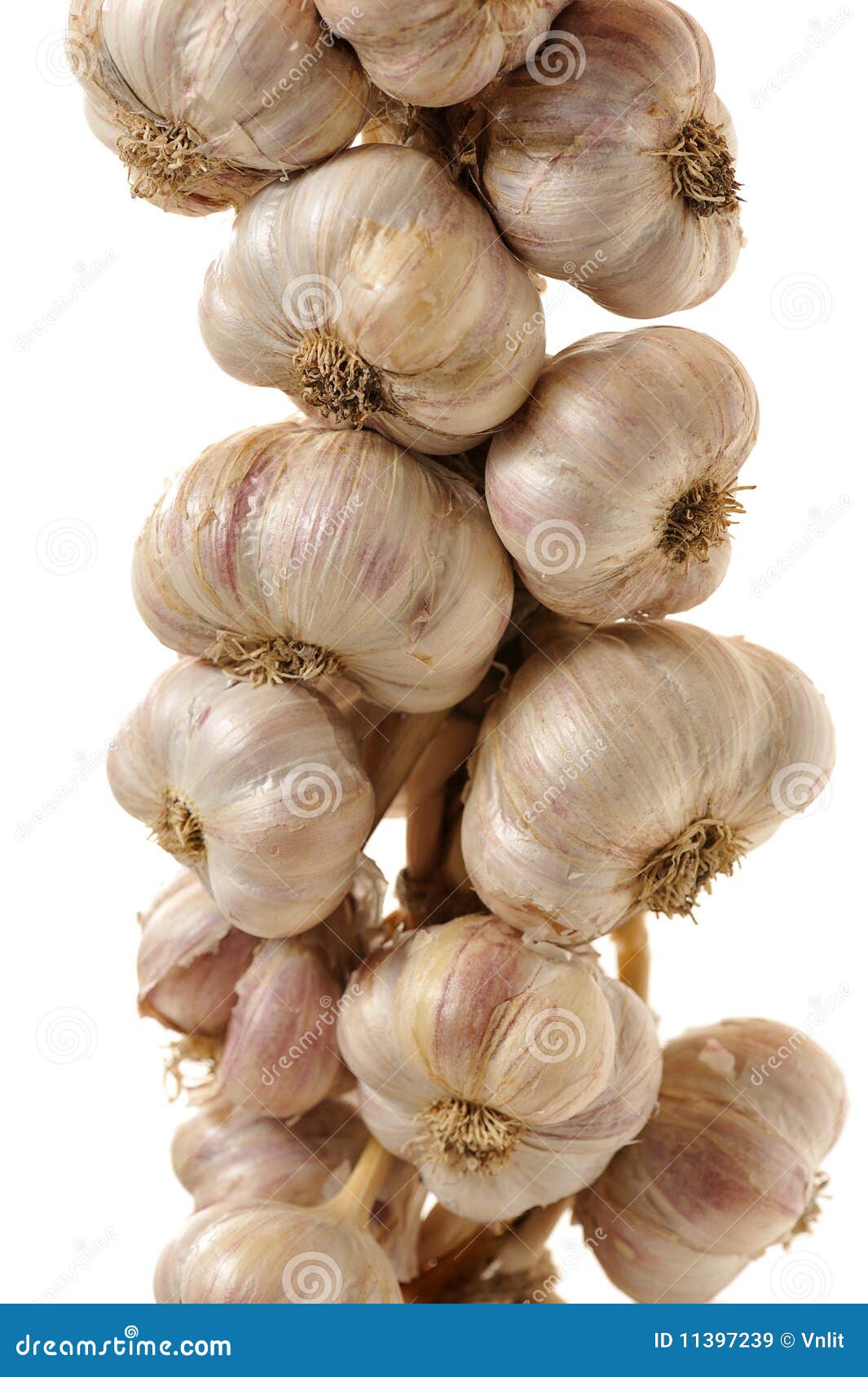 Manojo de ajo imagen de archivo. Imagen de fondo, colgante - 11397239
