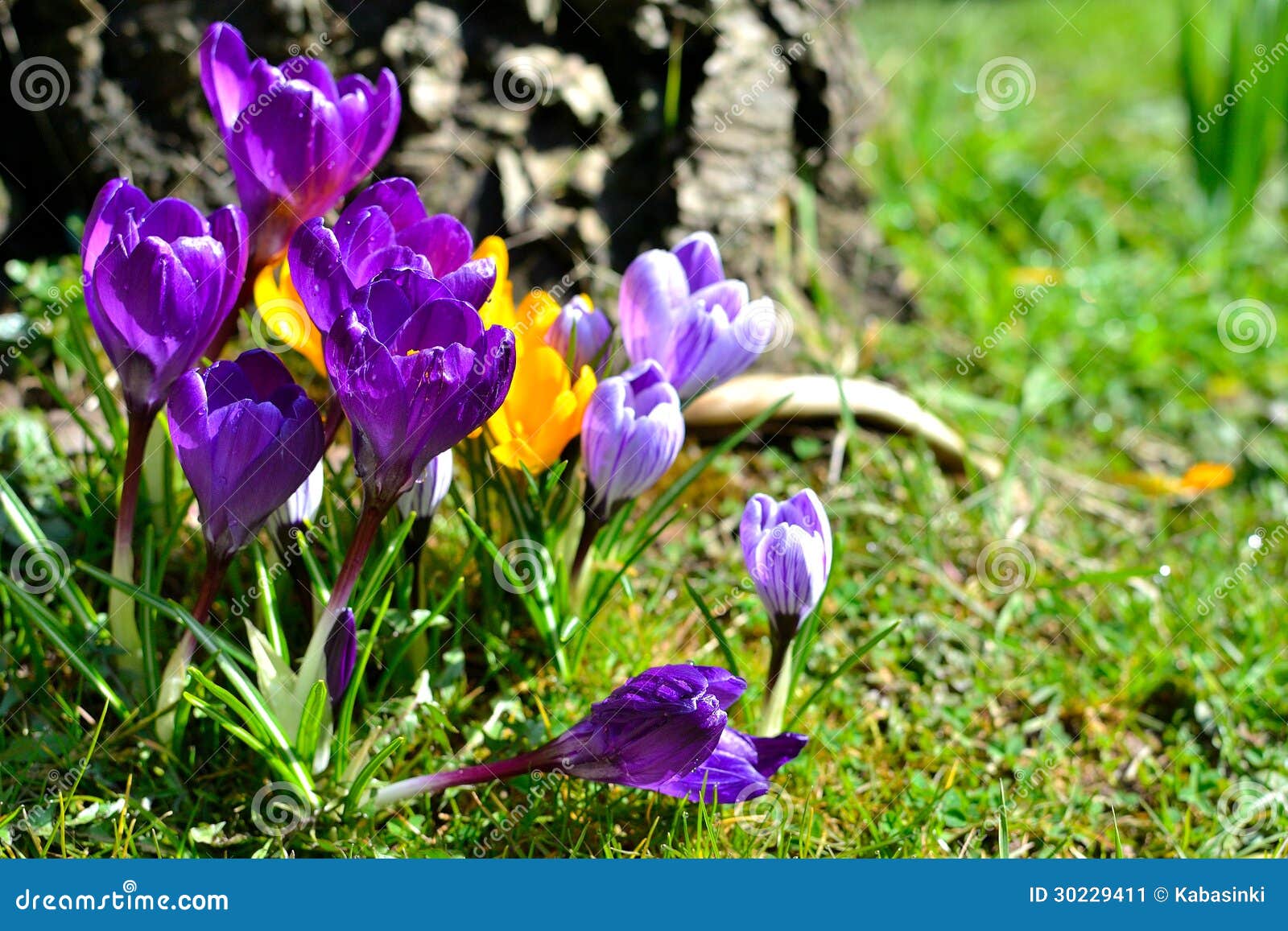Azafranes imagen de archivo. Imagen de bosque, violeta - 30229411