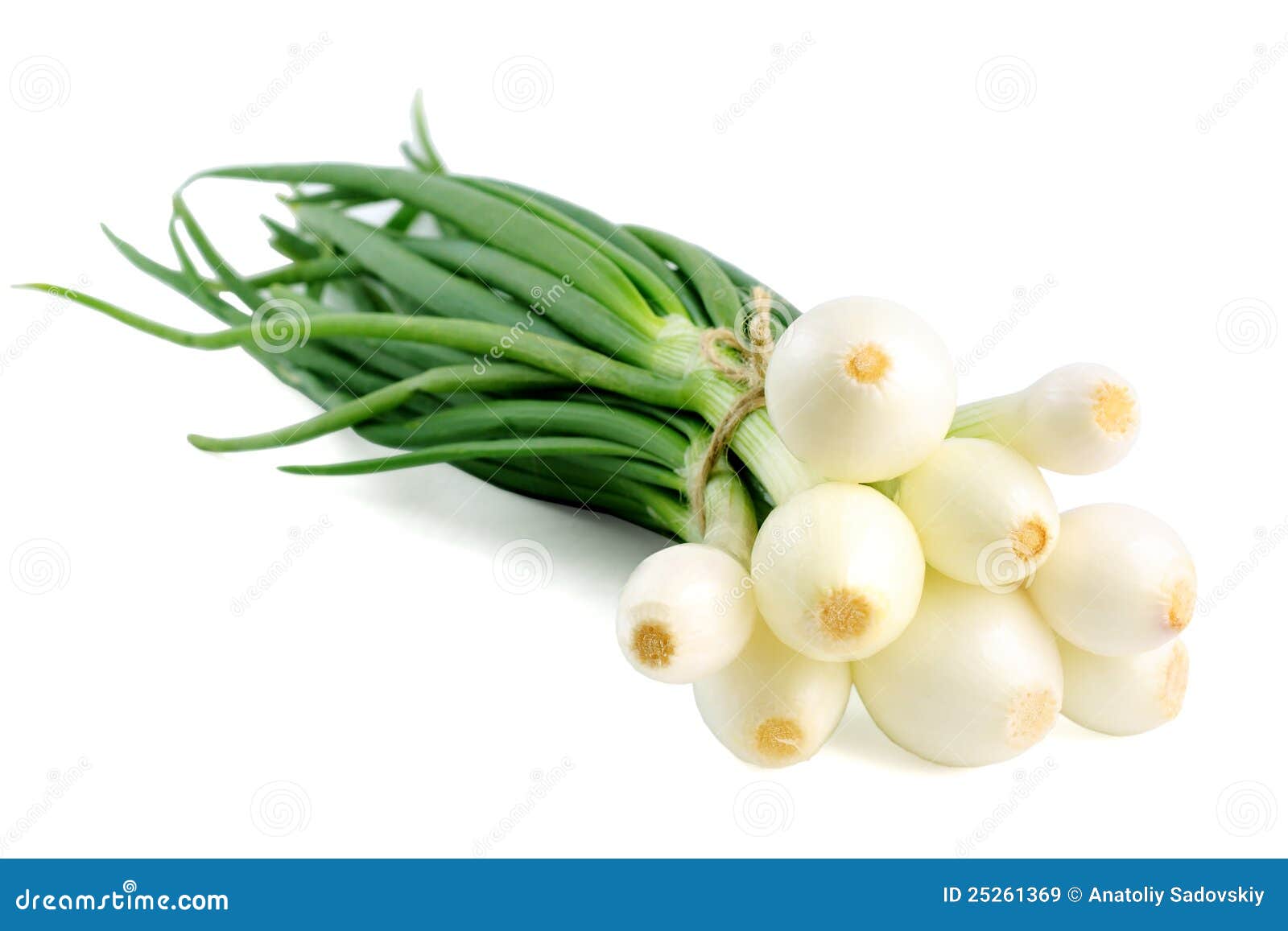 Manojo de cebolla verde imagen de archivo. Imagen de manojo - 25261369