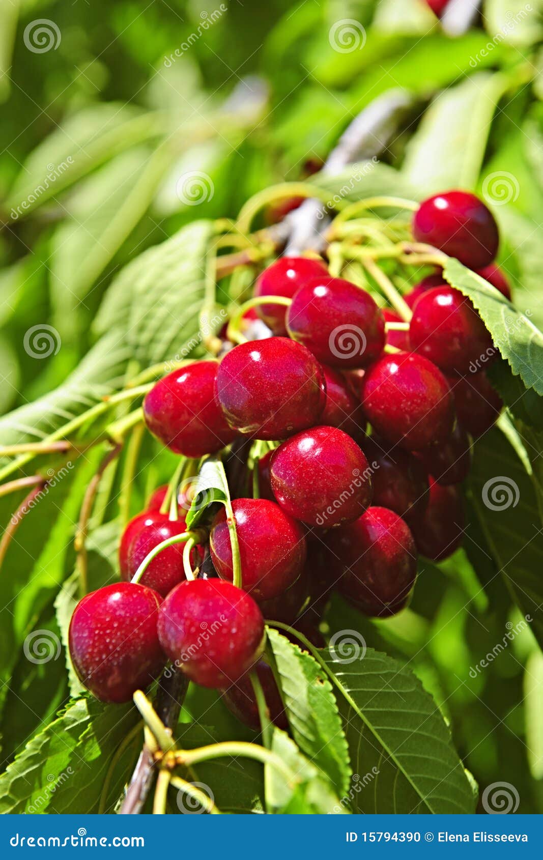 Manojo de cerezas en árbol foto de archivo. Imagen de rojo - 15794390