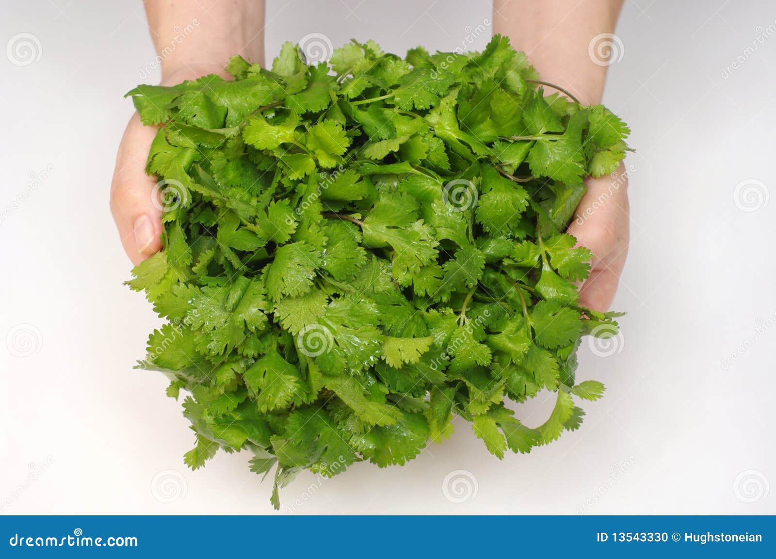 Manojo de cilantro foto de archivo. Imagen de ingrediente - 13543330