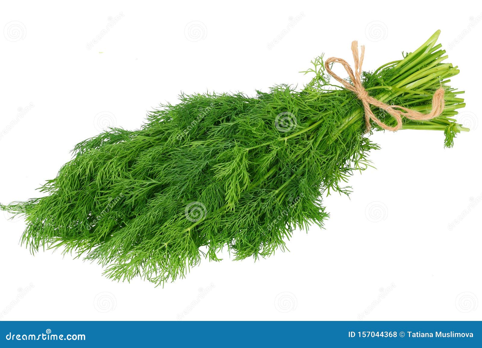 Manojo De Eneldo Aislado Sobre Fondo Blanco Foto de archivo - Imagen de ...