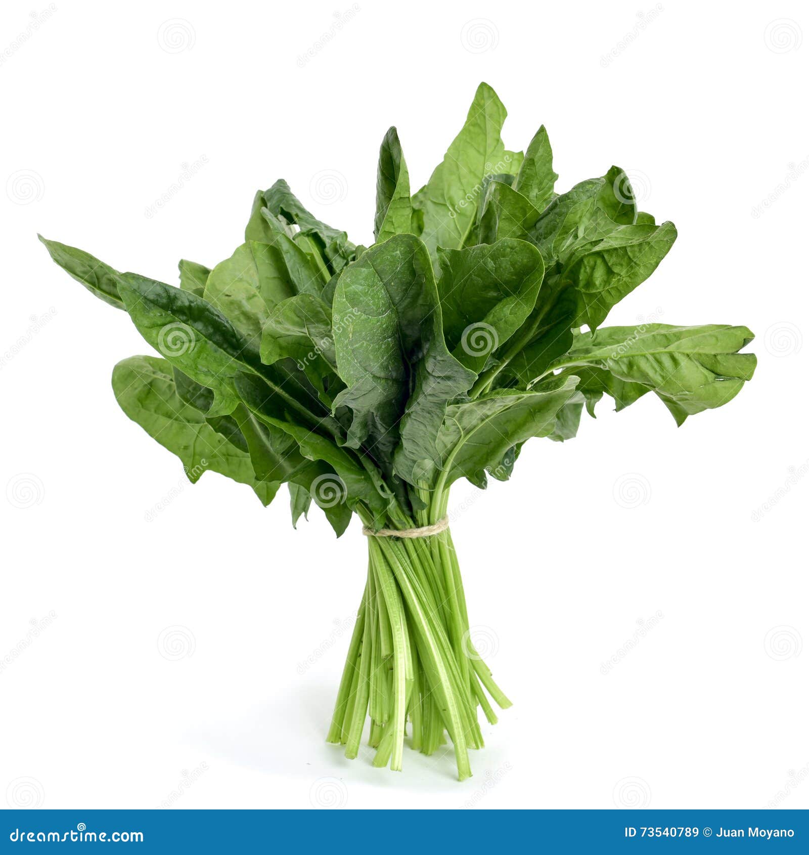 Manojo de espinaca cruda imagen de archivo. Imagen de comer - 73540789