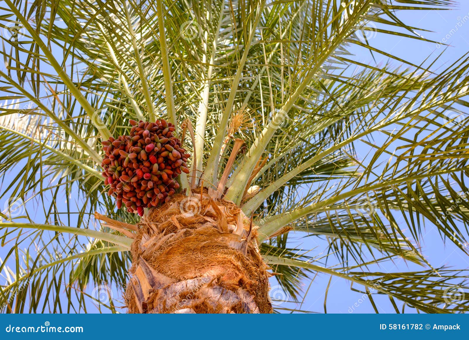 Manojo De Fechas En Una Palma Datilera Foto de archivo - Imagen de ...