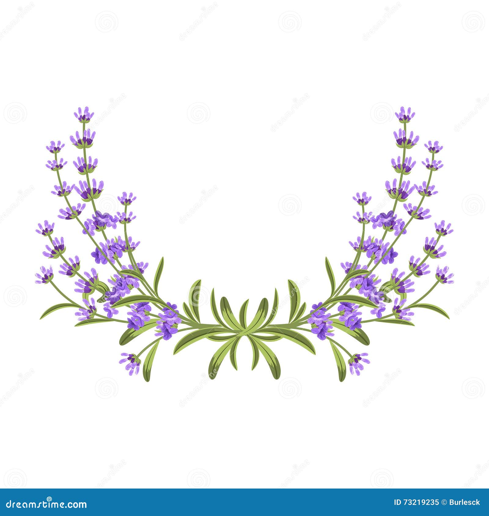 Manojo De La Lavanda Marco Floral Del Vector Ilustración del Vector ...