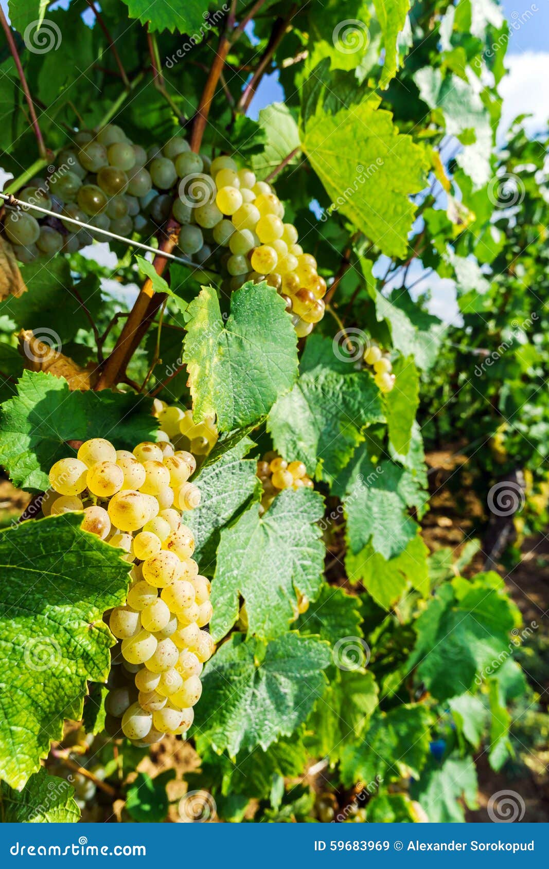 Manojo De La Uva De Muscat En El Sol Imagen de archivo - Imagen de ...