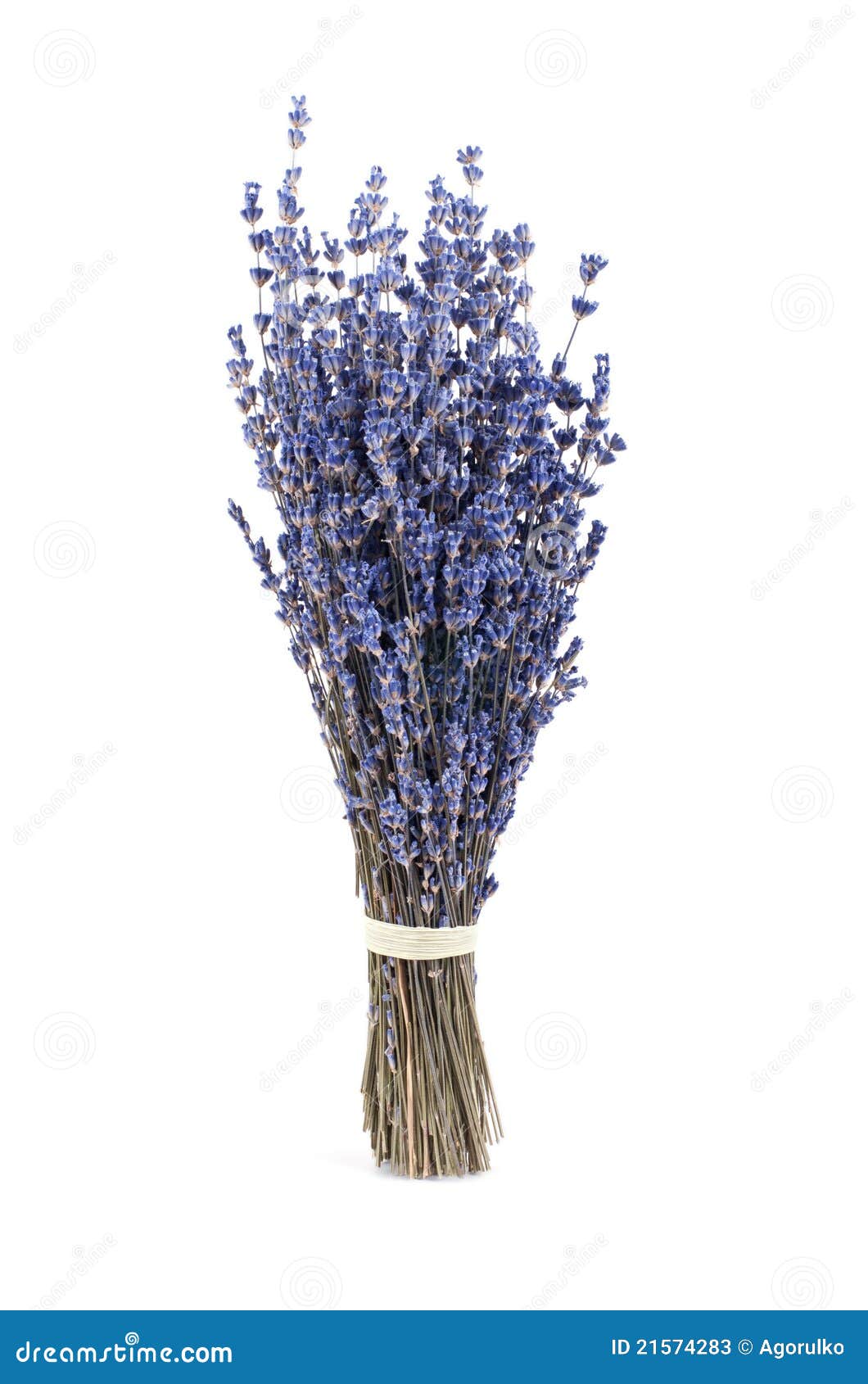 Manojo De Lavanda Seca En Blanco Imagen de archivo - Imagen de seco ...