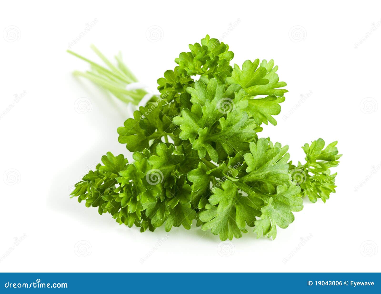 Manojo de perejil foto de archivo. Imagen de hierba, fresco - 19043006