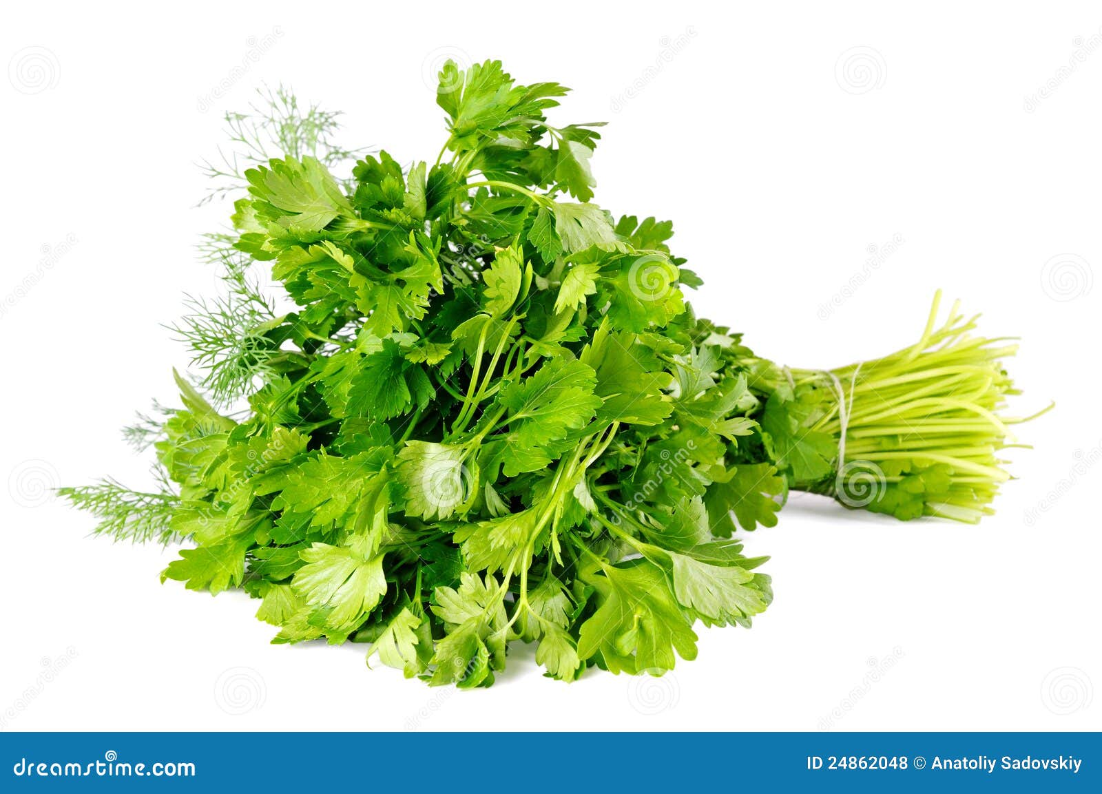 Manojo de perejil foto de archivo. Imagen de cocina, primer - 24862048