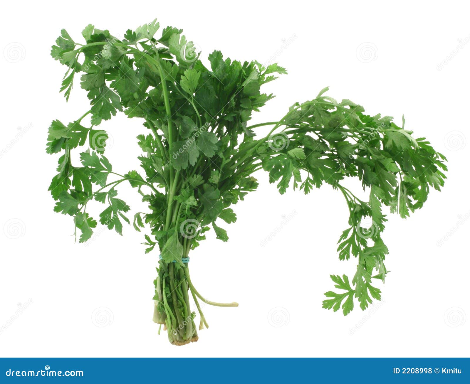 Manojo de perejil fresco foto de archivo. Imagen de verde - 2208998