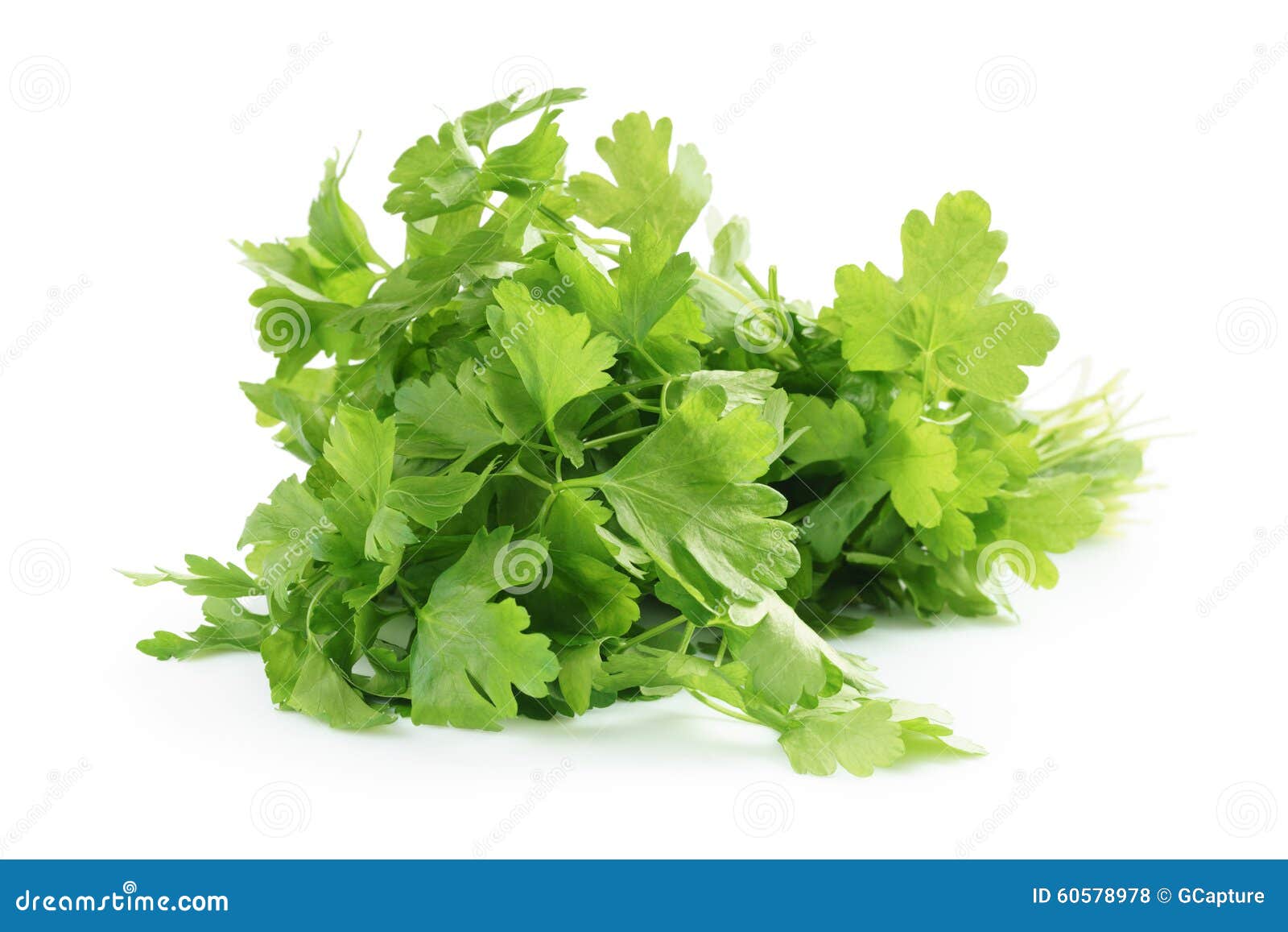 Manojo De Perejil Fresco Aislado Foto de archivo - Imagen de objeto ...