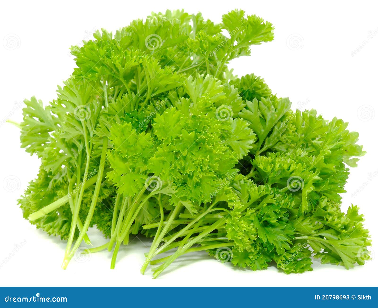 Manojo de perejil rizado imagen de archivo. Imagen de hojas - 20798693