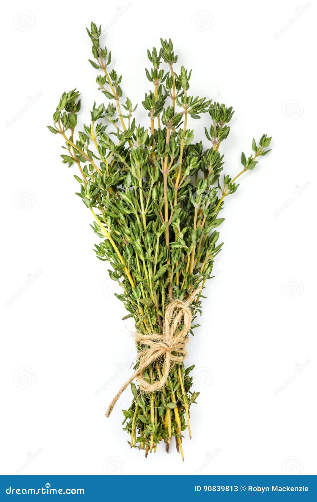 Manojo De Tomillo Aislado En Blanco Imagen de archivo - Imagen de fondo ...