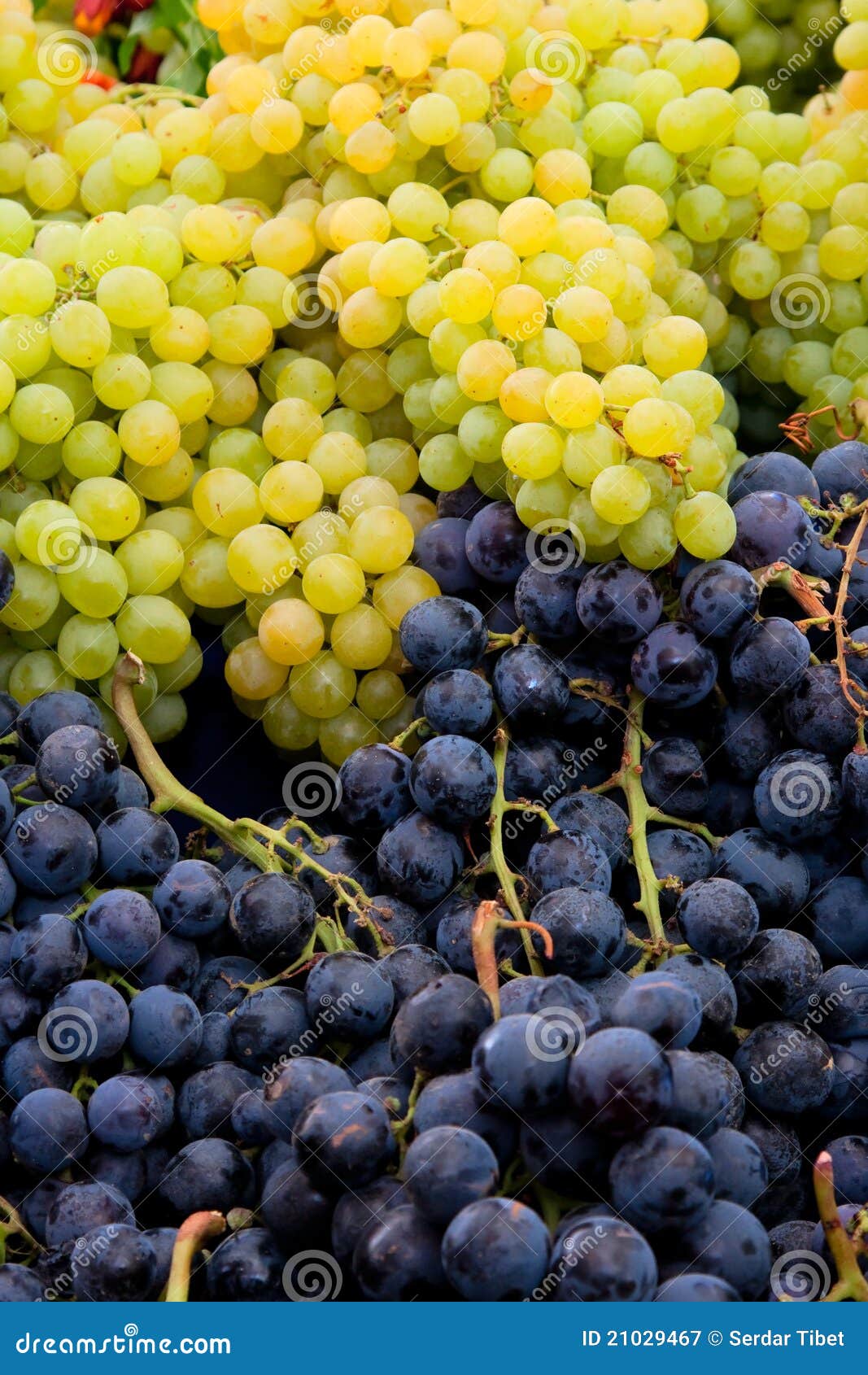 Manojo de uvas imagen de archivo. Imagen de objeto, grupo - 21029467