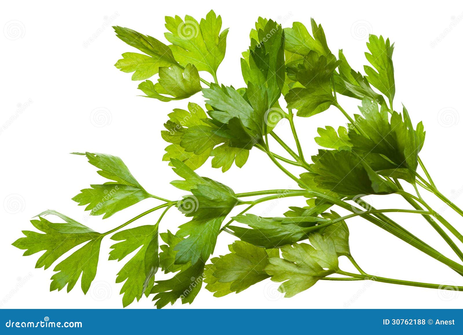 Manojo del perejil foto de archivo. Imagen de alimento - 30762188