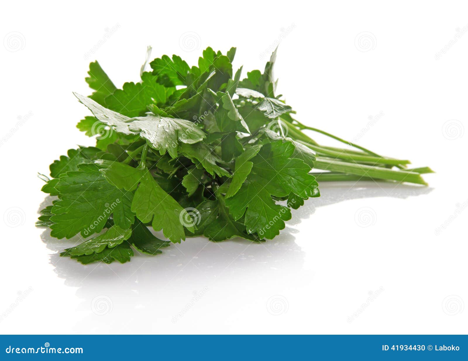 Manojo del perejil foto de archivo. Imagen de herbario - 41934430
