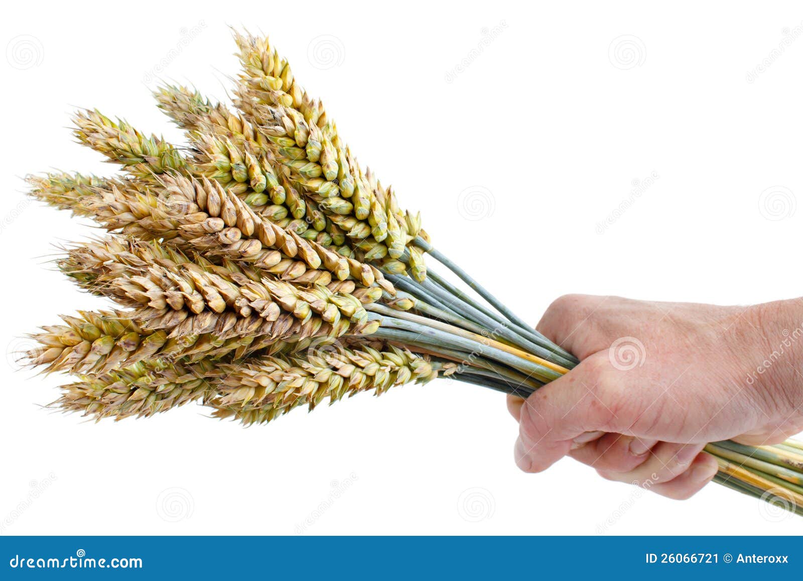 Manojo del trigo imagen de archivo. Imagen de puntos - 26066721