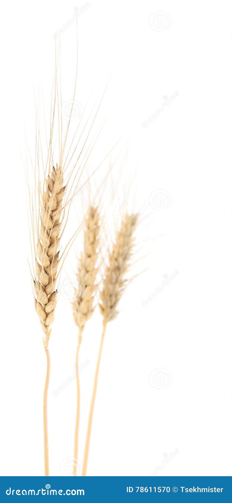 Manojo del trigo en blanco foto de archivo. Imagen de agricultura ...