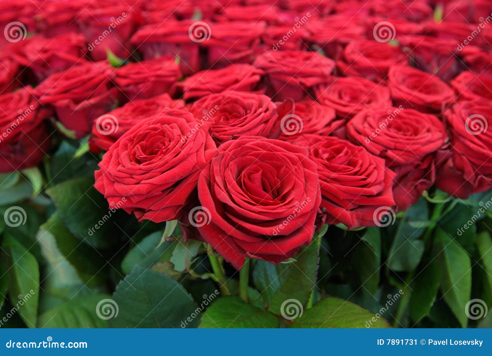 Manojo Grande De Rosas Rojas Imagen de archivo - Imagen de ramo, manojo ...