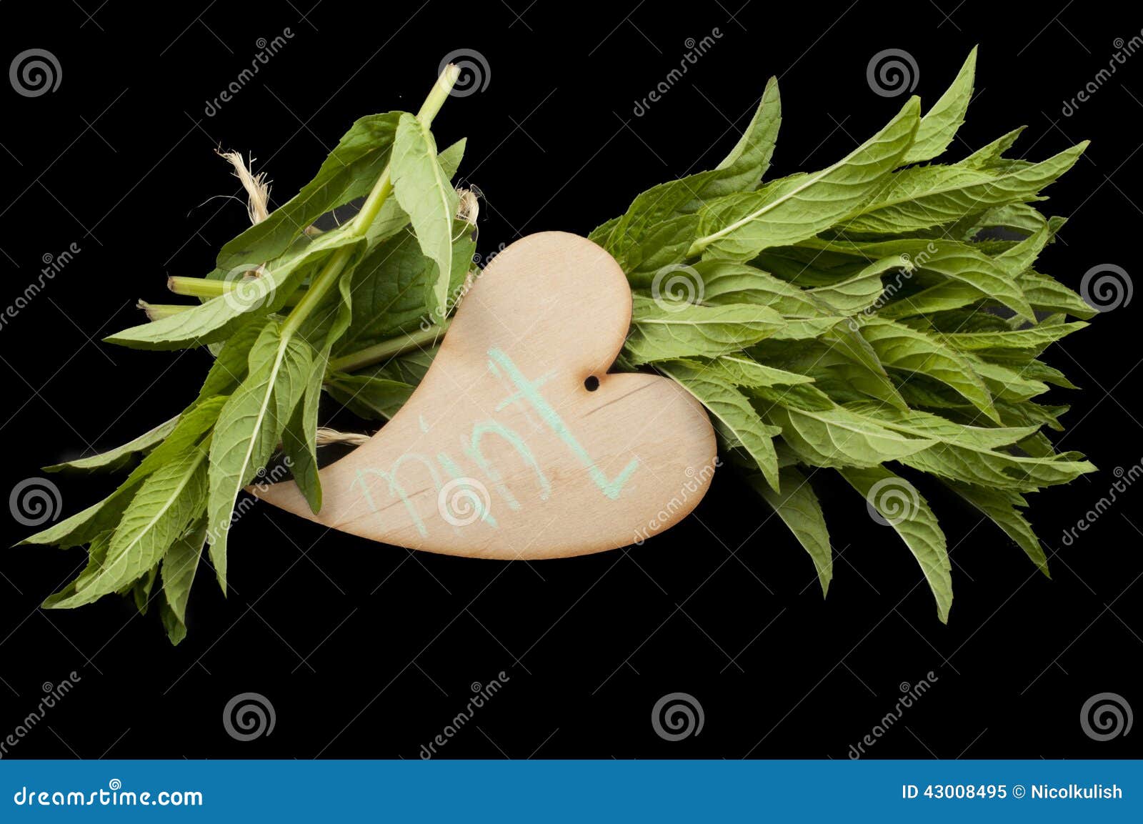 Manojo Recientemente Escogido De Menta Imagen de archivo - Imagen de ...