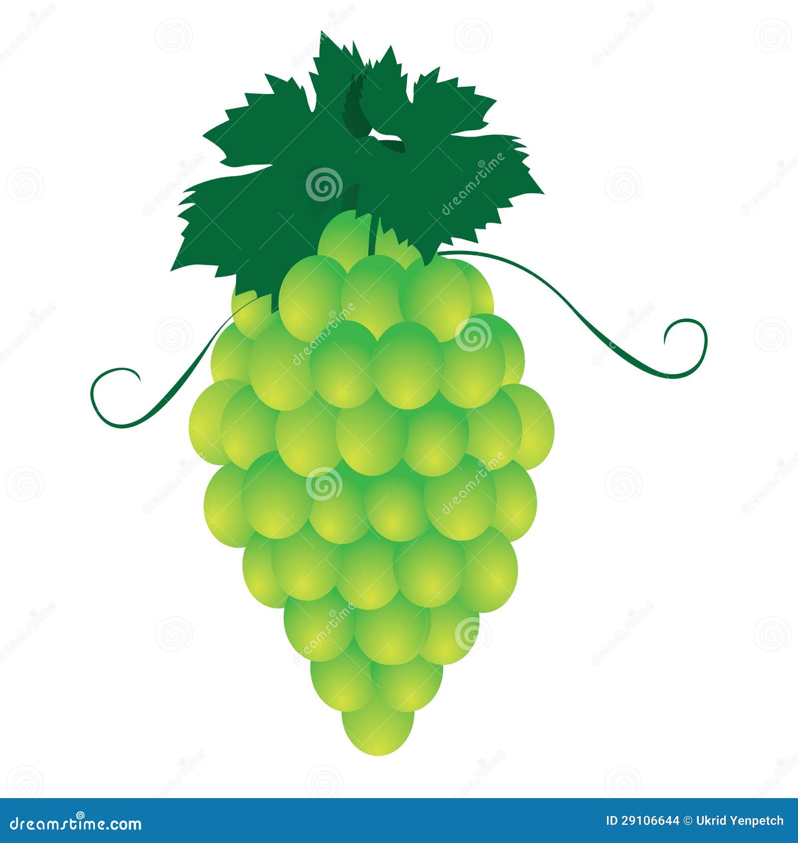 Manojos de uvas. Vector ilustración del vector. Ilustración de uvas ...