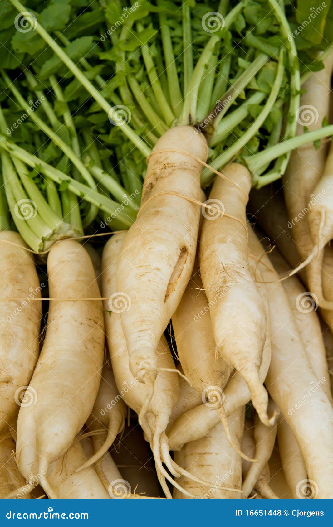 Manojos Del Rábano De Daikon Foto de archivo - Imagen de vegetariano ...