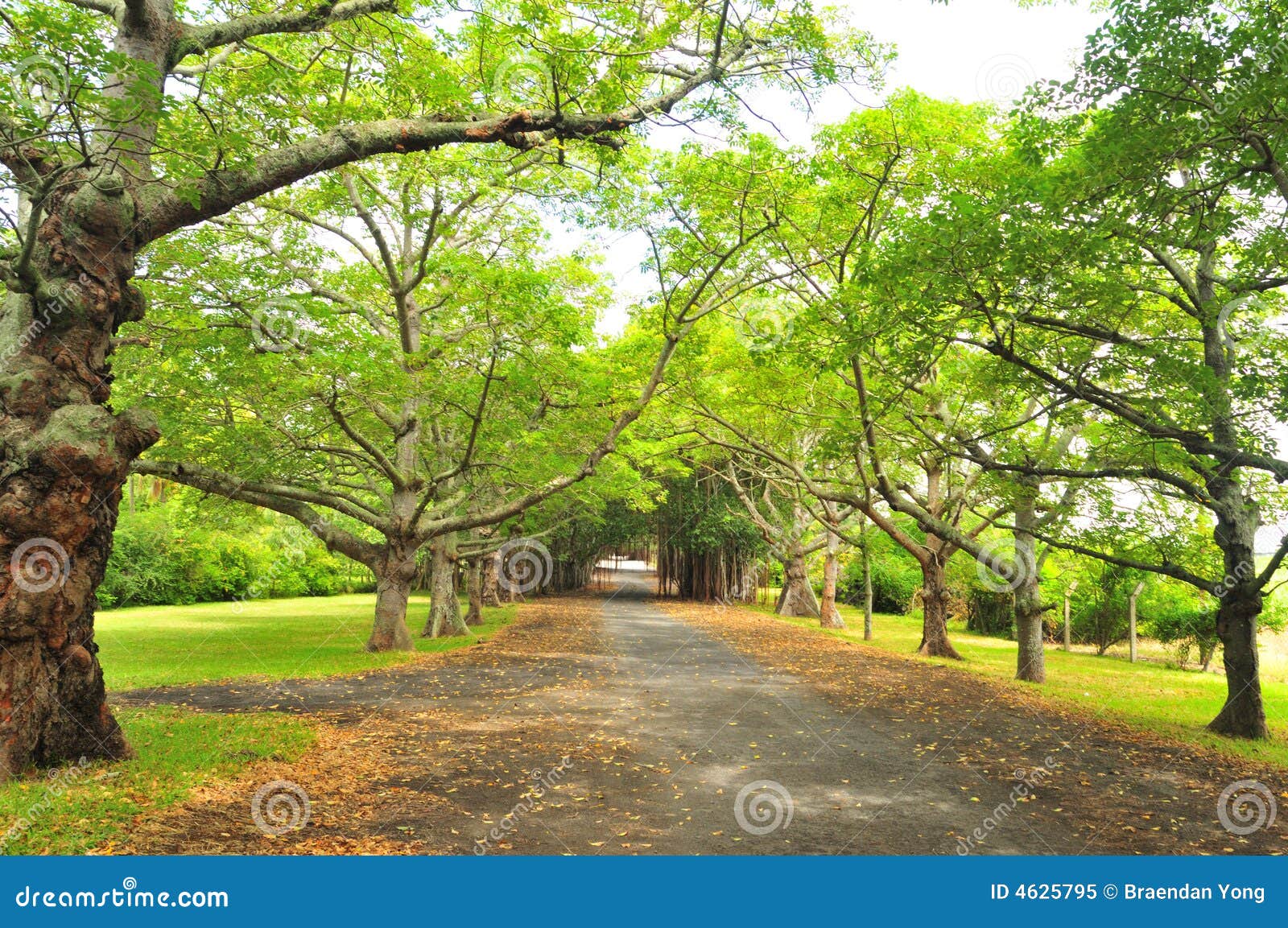 Manor Road stock image. Image of tropical, mansion, trees - 4625795