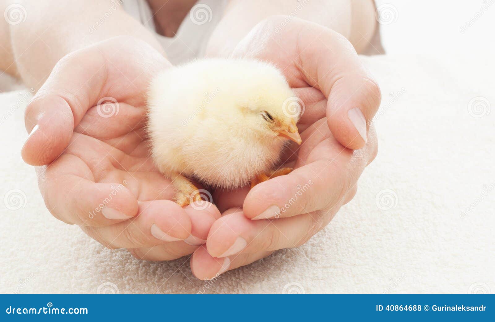Manos Amarillas Del Ser Humano Del Pollo Foto de archivo - Imagen de ...